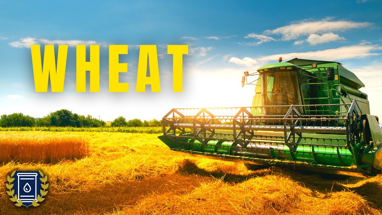 WHEAT Documentary: Everything You Ever Wanted to Know about Wheat - YouTube
