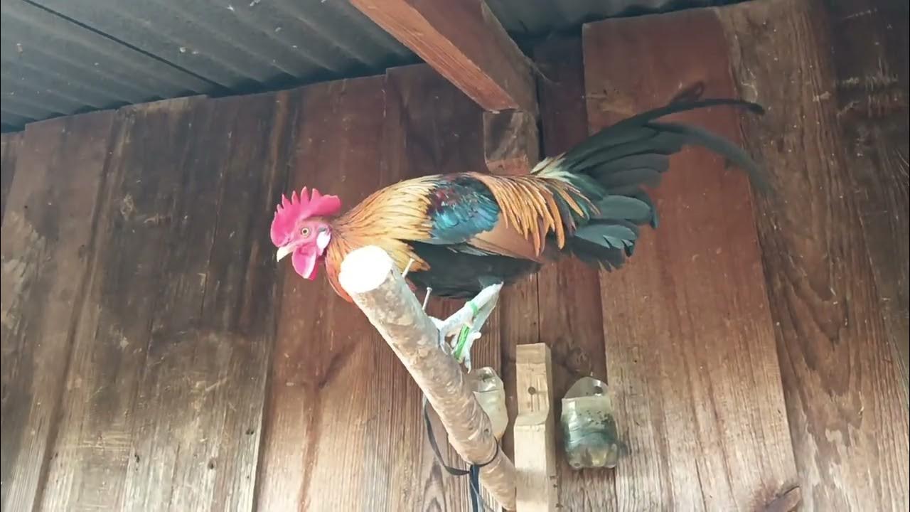 Saib Qaib Dib ua Ke Nawb 0302132069,,, app 02095873356 - YouTube