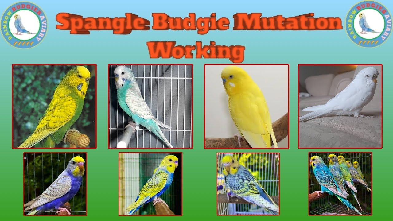 How To Produce Spangle Budgies|Spangle Budgies Kaise Banaye - YouTube