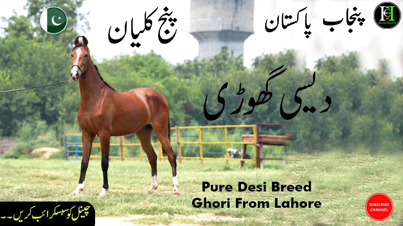Pure Desi Breed Mare/Ghori | Panj kalyan | Punjab Pakistan | Ravi River ...