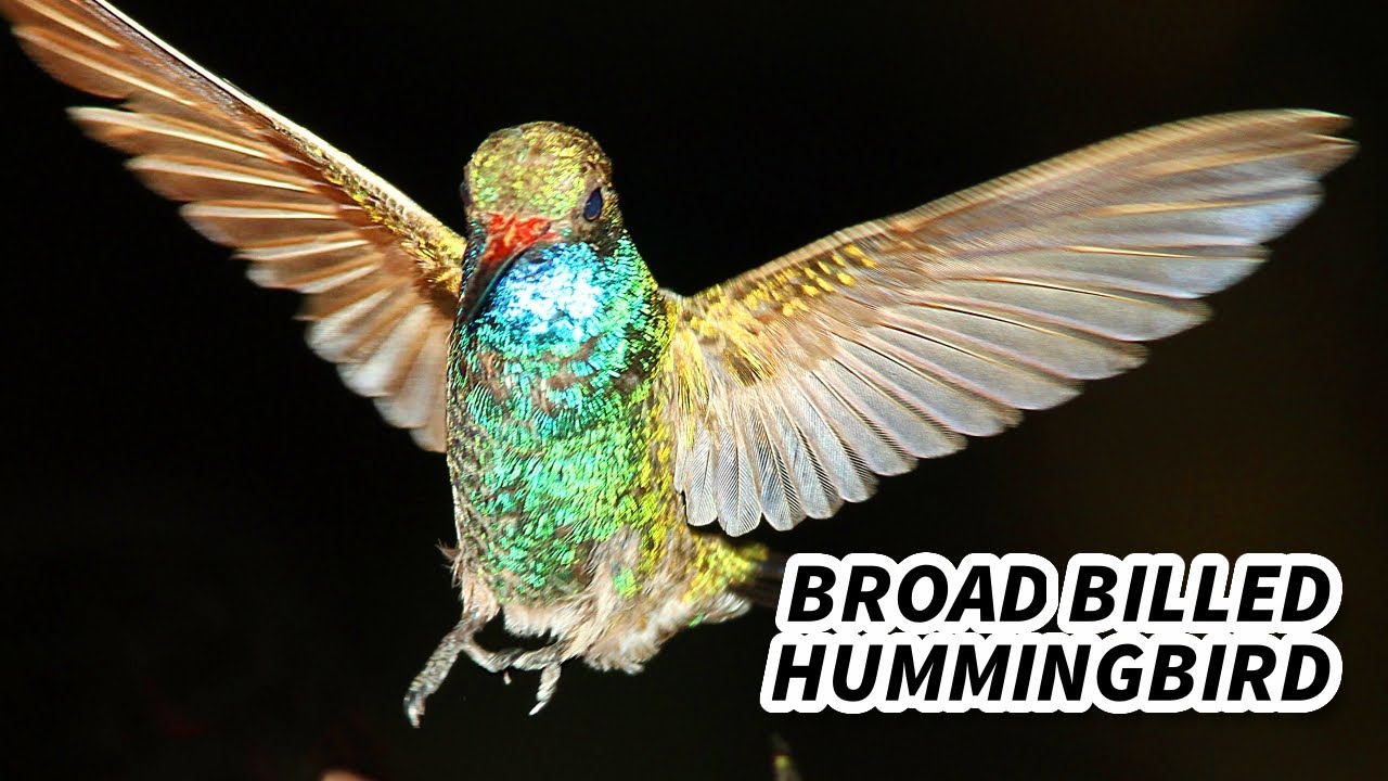 Broad-billed Hummingbird Facts | Animal Fact Files - YouTube