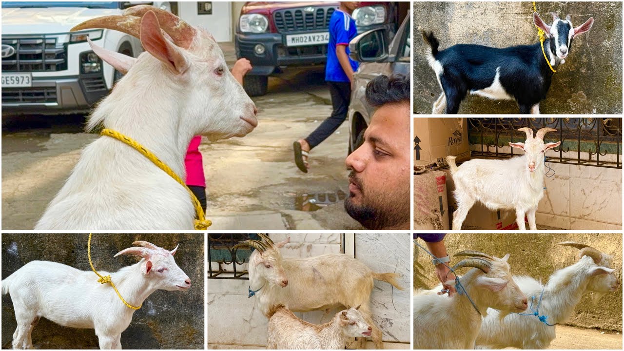 Exotic Goat Kids at Al Quresh Goats, Jogeshwari West | Saanen, Alpine ...