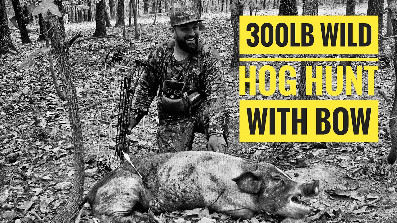 300 LB wild hog hunt with bow - YouTube