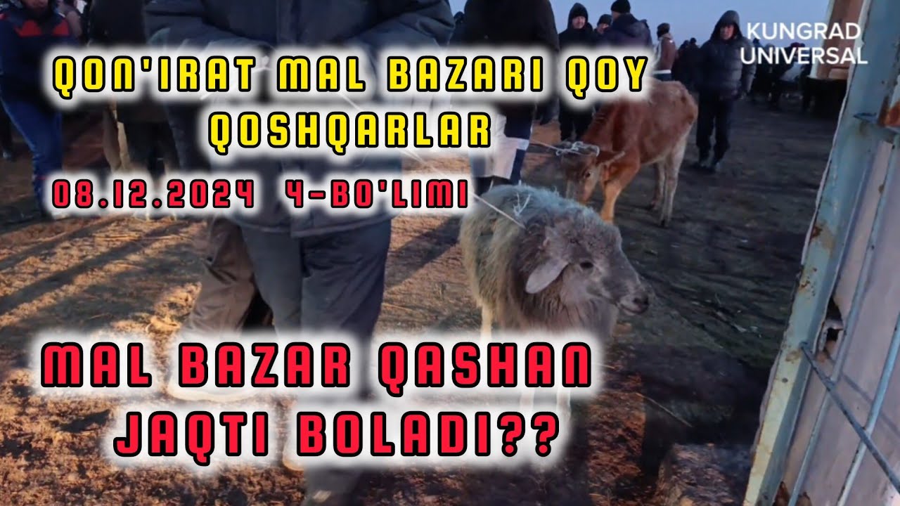 08.12.24|КОНЫРАТ МАЛ БАЗАРЫ|QONIRAT MAL BAZARI 4-BOLIMI - YouTube
