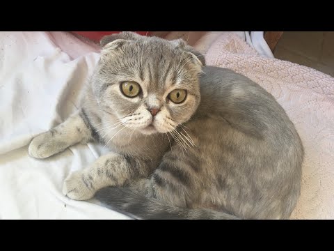 Önce ısıran, Sonra özür dileyen kedi