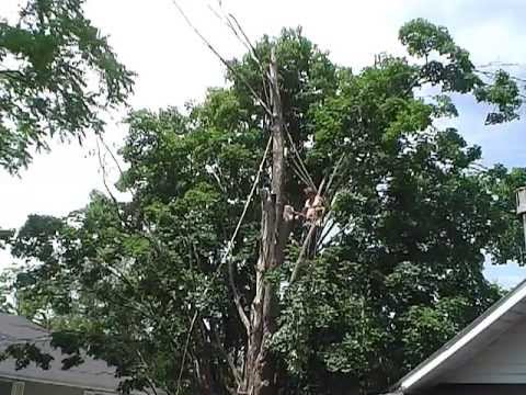 Taking the tree top down, July 4, 2013 - YouTube