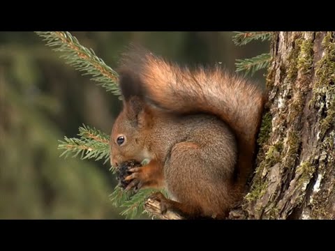 Squirrel Beauty In Nature ▶ Beautiful Squirrel Eating Popular Video