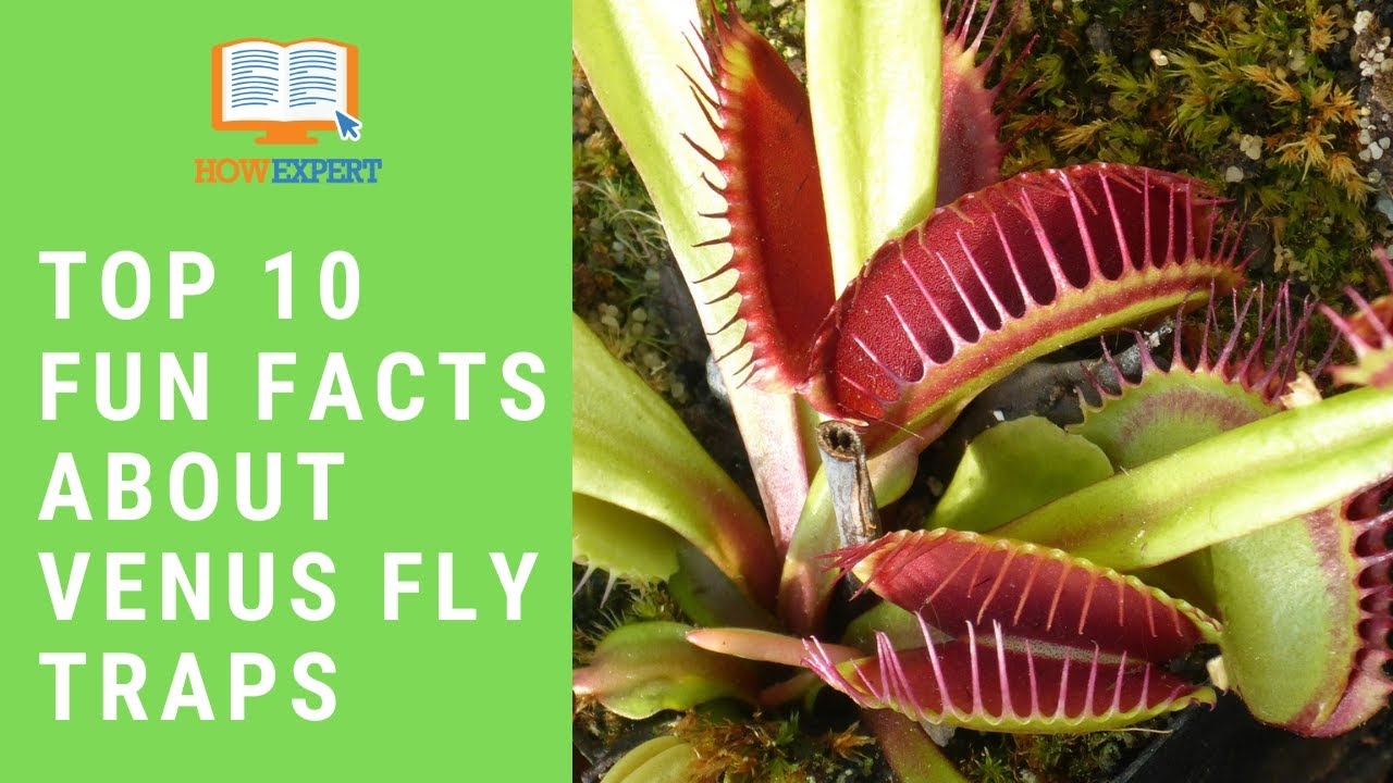HowExpert Top 10 Fun Facts About Venus Fly Traps HowExpert YouTube howexpert-top-10-fun-facts-about-venus-fly-traps-howexpert-youtube