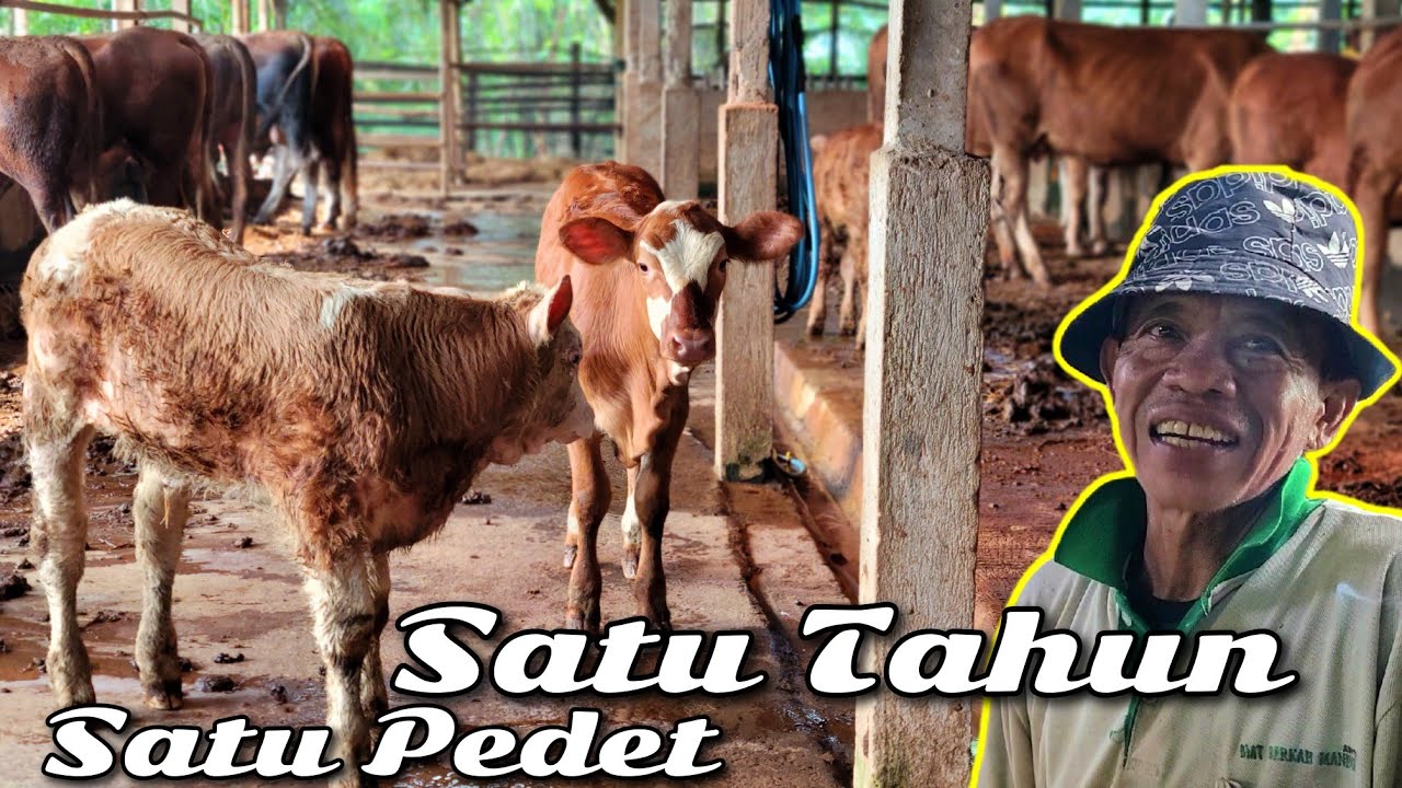 Kandang Sapi BREEDING Sukses Kapasitas 32 Ekor Dan Tips Meningkatkan ...