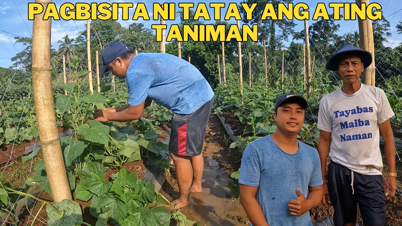 NA BIGLA SI TATAY MALAWAK NA DAW PALA ANG TANIMAN KO NAG BIGAY NG IDEA ...