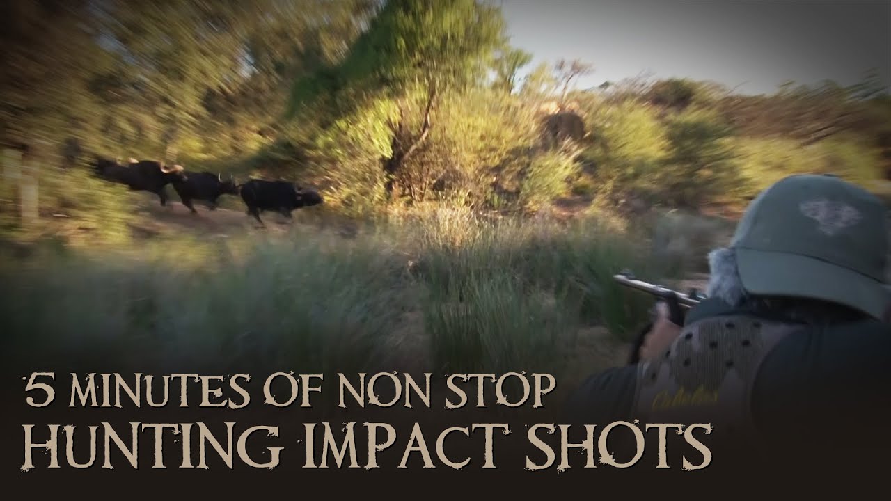 African Hunting Impact Shots - YouTube