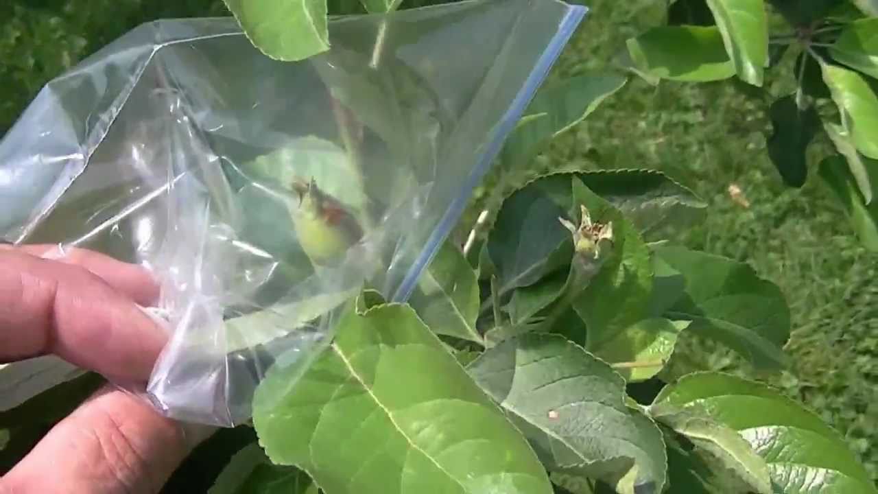 Bagging Apples - YouTube