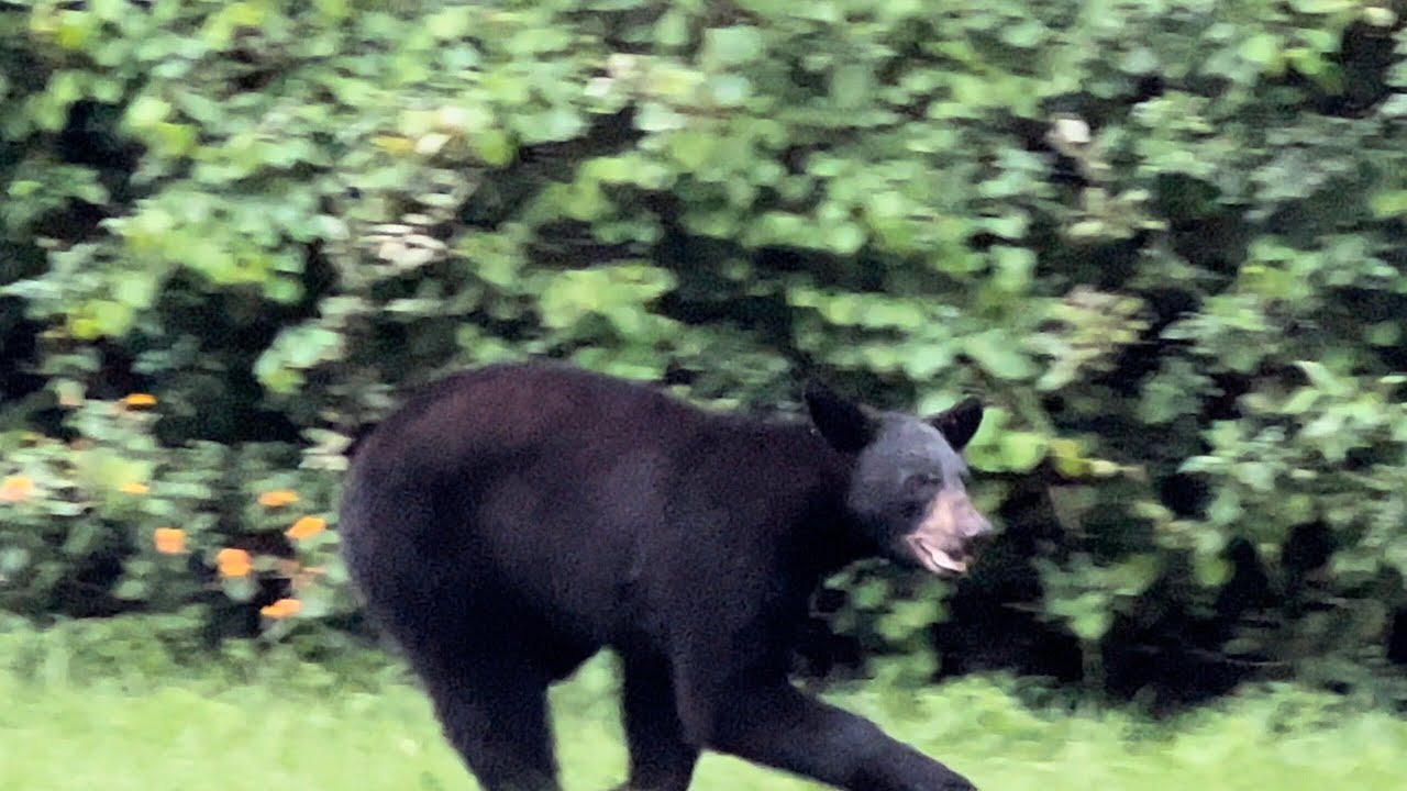 Our First Ever Bear Encounter in Sorrento, FL | Seeing a Black Bear in ...