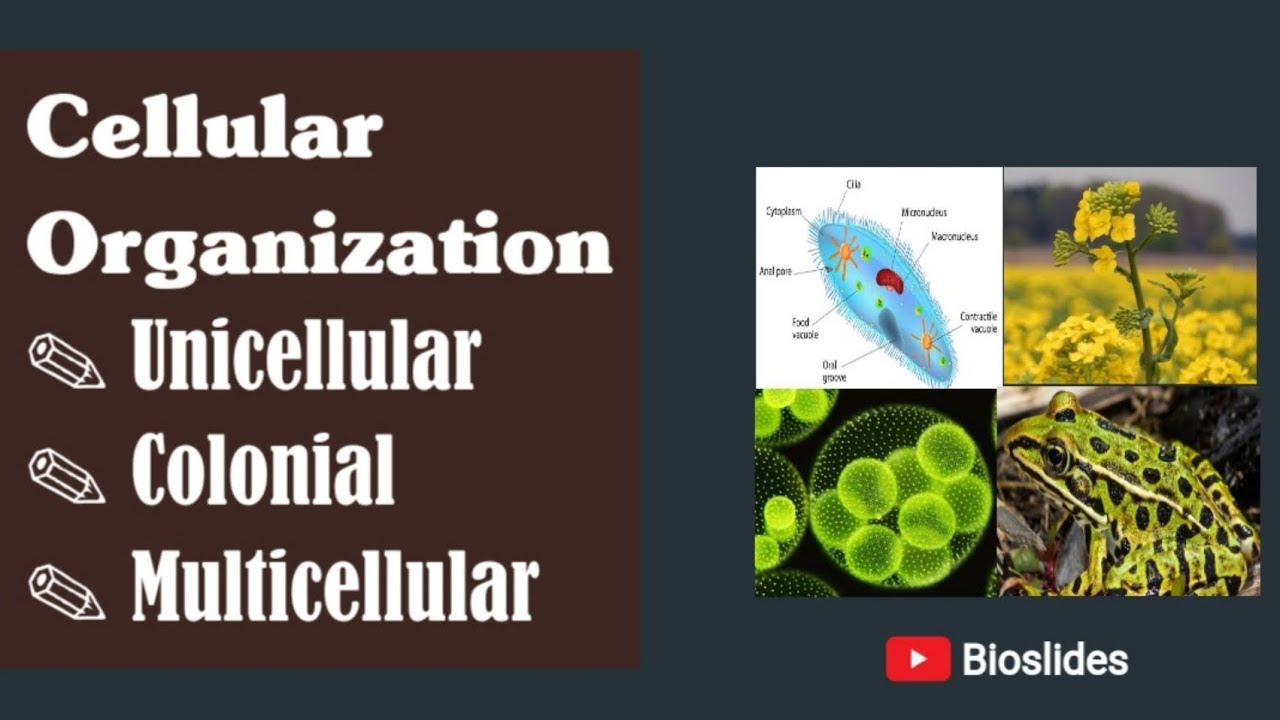 Cellular organizations | Unicellular | Colonial organization ...