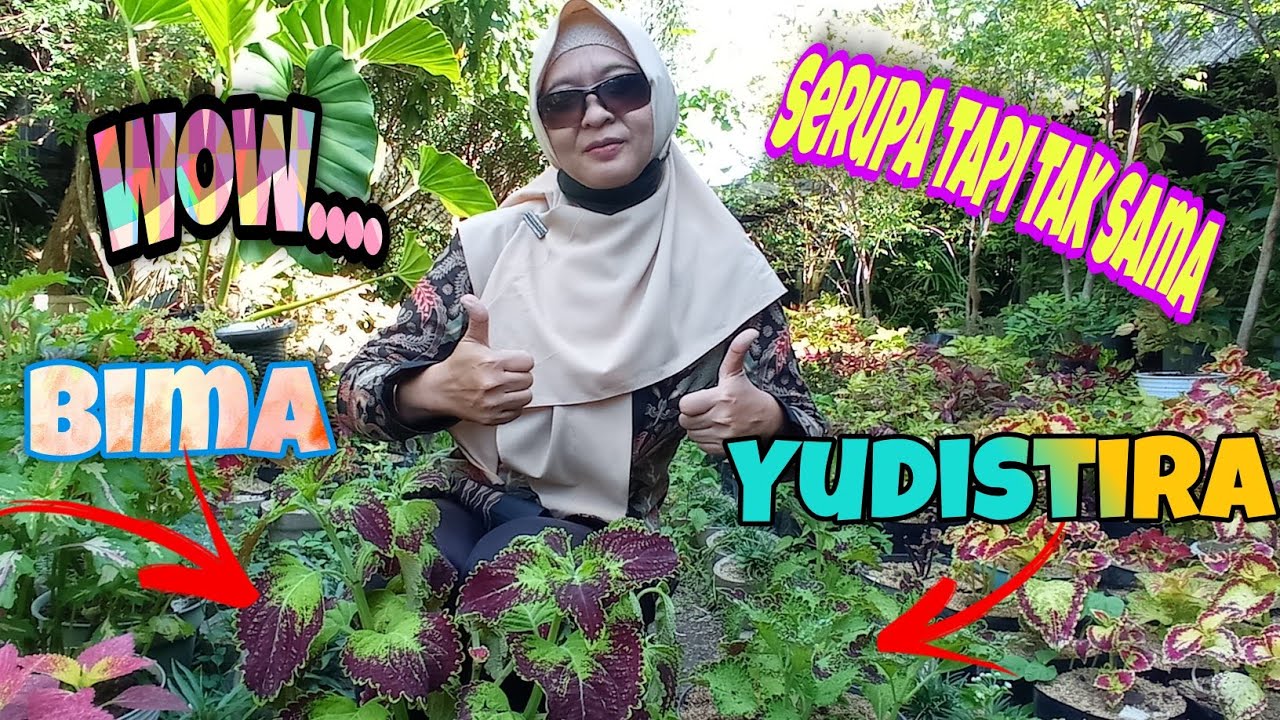 Persamaan 2 Tokoh Pewayangan Miana Premium Bima Dan Yudhistira, Serupa ...