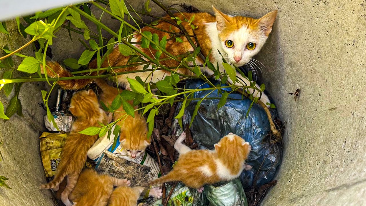 Urgent Cat Rescue: From Danger to Safety, Saving Kittens from a Flooded ...