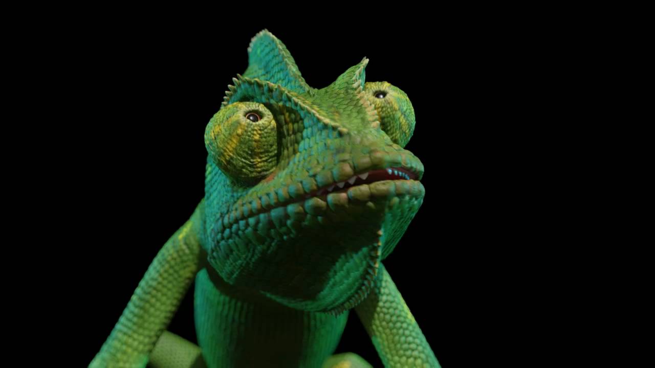 Chameleon does the pigeon dance - YouTube