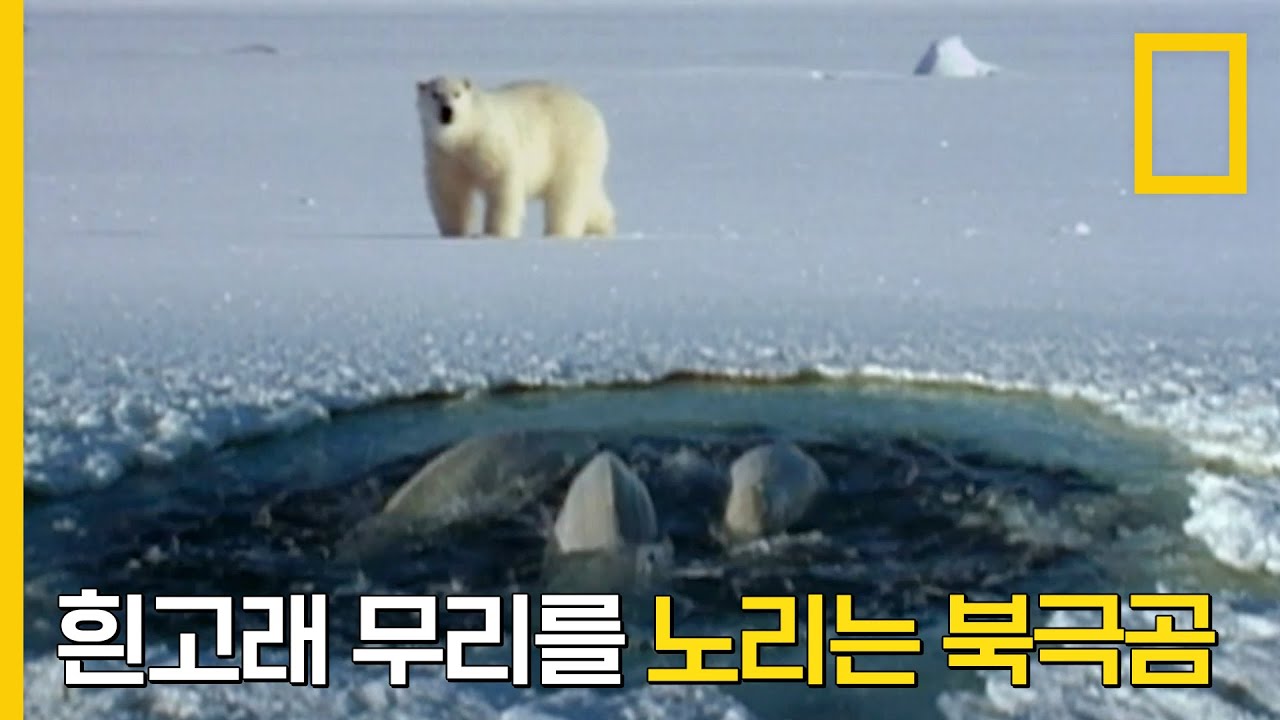 북극곰에게도 쉽지 않은 흰고래 사냥 북극곰 설원의 제왕이 되다 Youtube