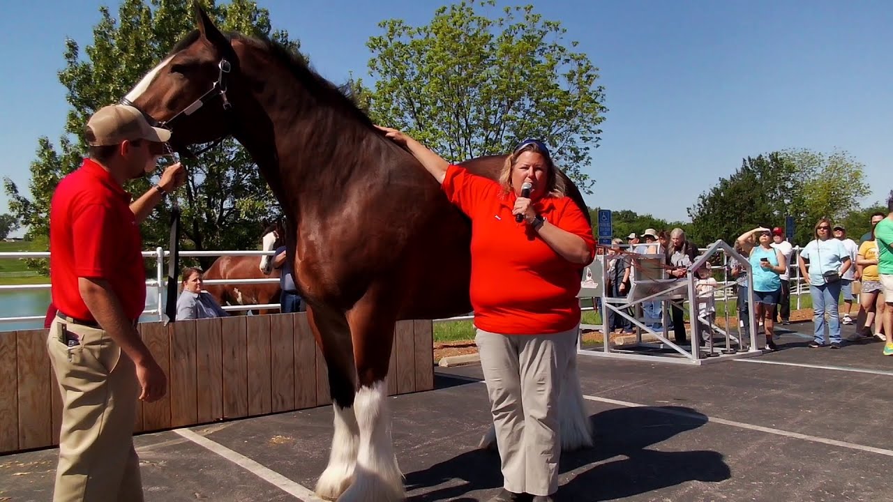 Budweiser Clydesdales - Warm Springs Ranch Open House 2024 Part 1/3 ...