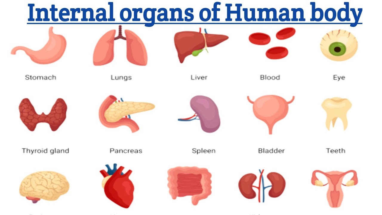 Internal organs of Human body | Internal Parts of the body | daily use ...