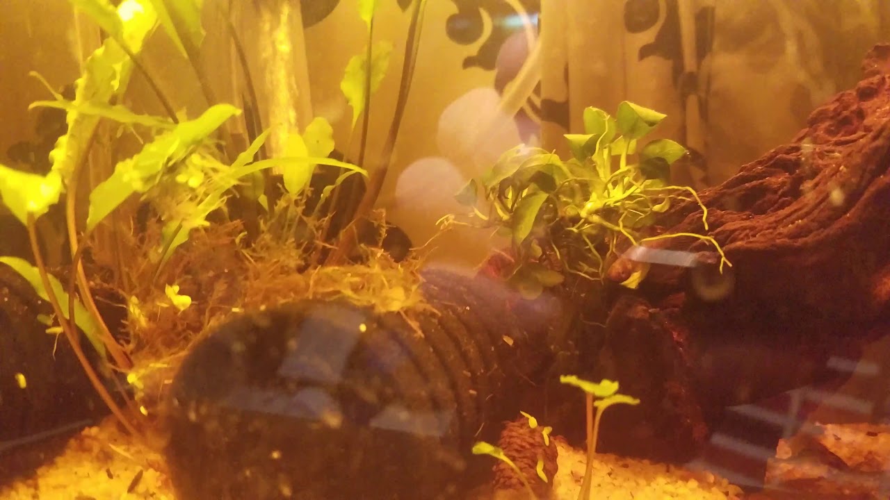 Betta rutilans Blackwater tank - YouTube