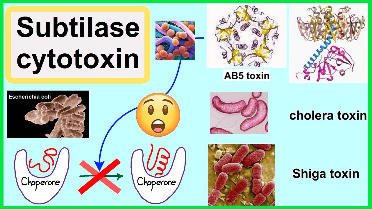 subtilase cytotoxin - YouTube