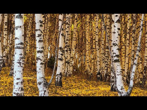 Asan Muska- Visoko Drvo