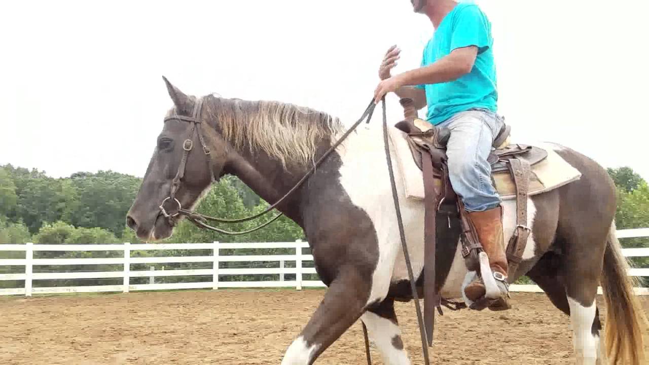 Obi with Brock Griffith - Day 4 in training - Part 2 - YouTube