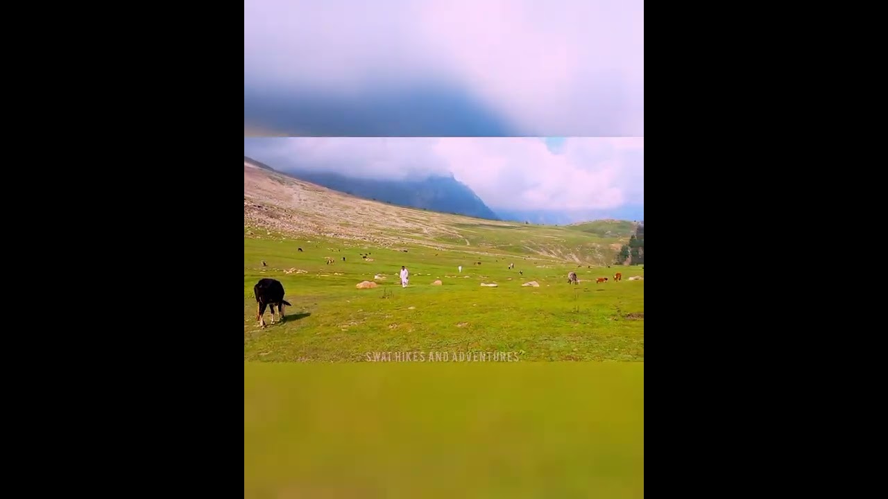 Cows and sheeps grazing in chokail banda | chukail banda | chukail ...