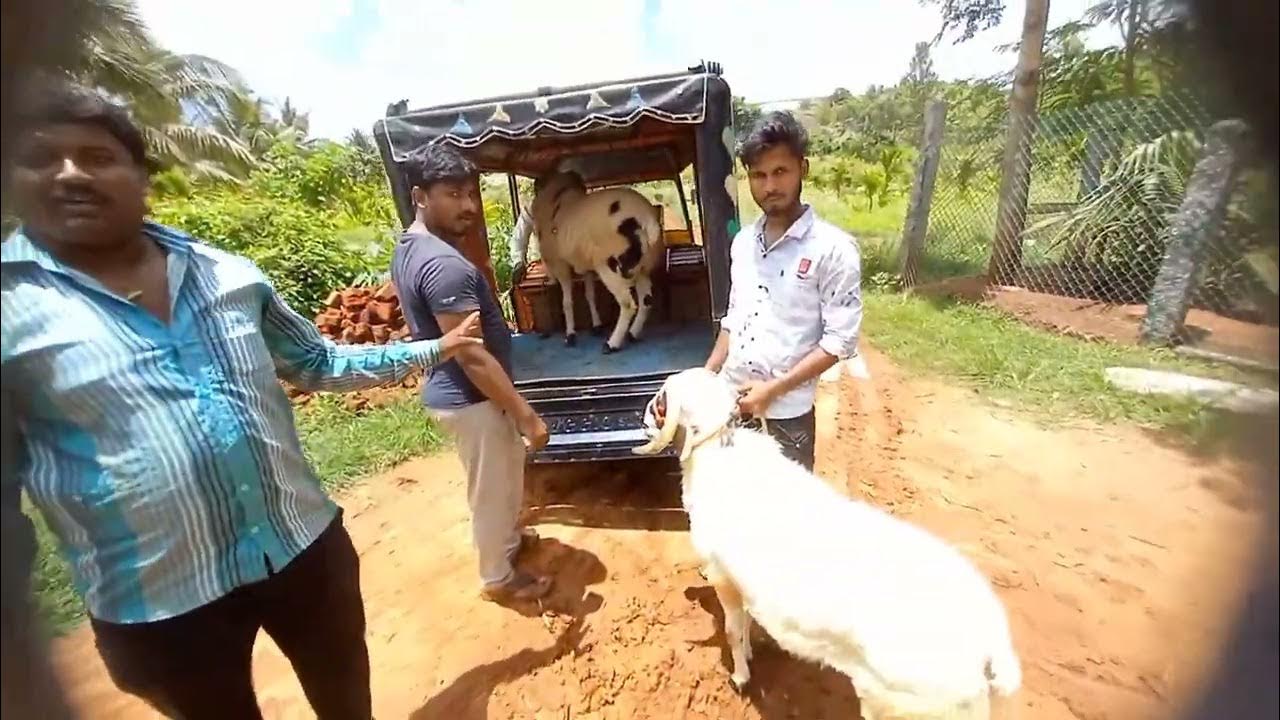 SRS agri sheep farm My 3big sheep sold out 🙏 - YouTube