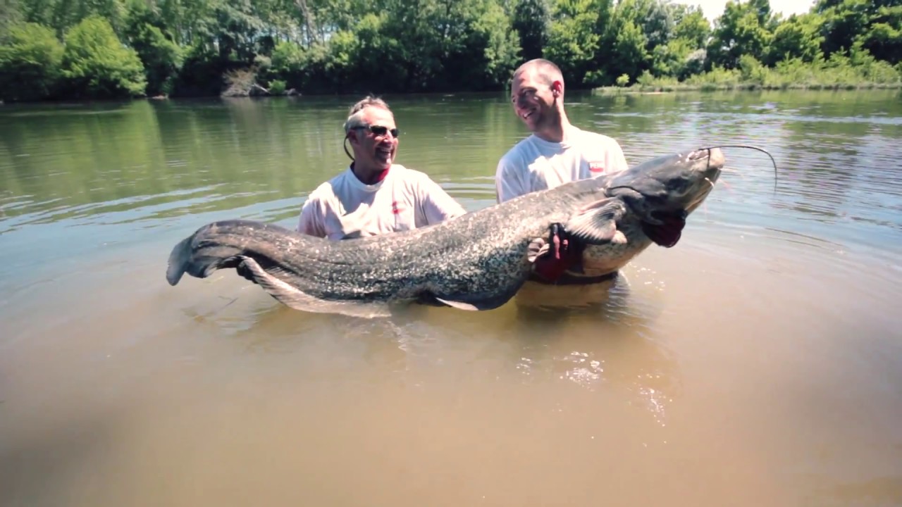 Release Catfish Silure 2.10m - YouTube