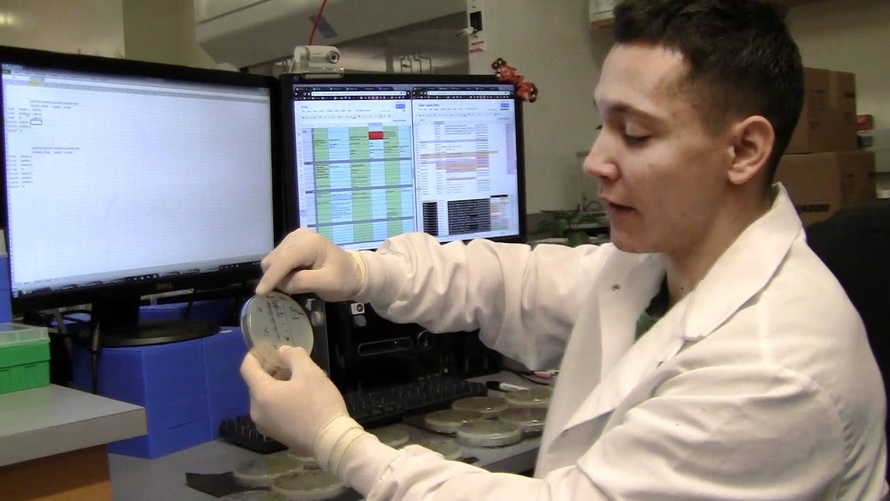 08 phage titering with top agar melting the top agar in the microwave ...