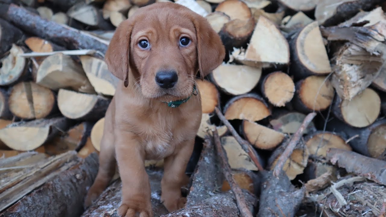 Showstopper : Fox Red Labrador Retriever Puppies 🐶 7 Week Milestone ...