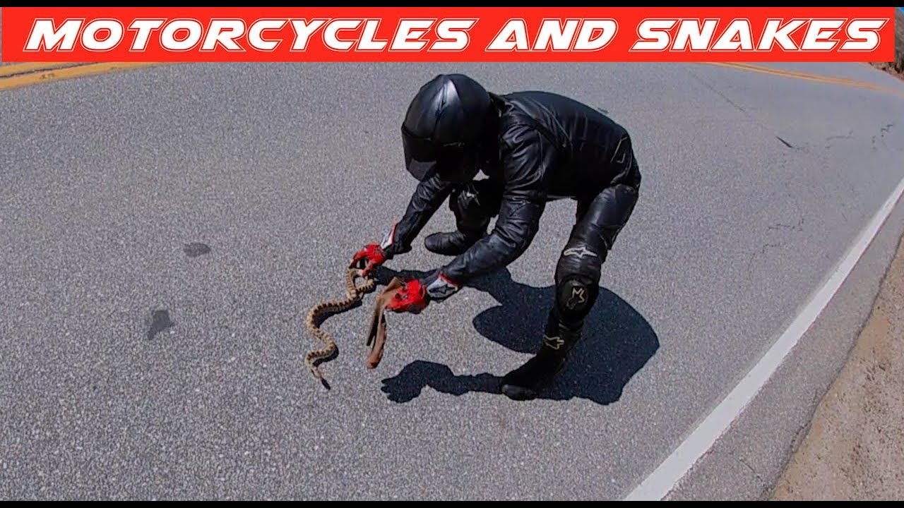 Biker saves Snake from busy road! | Snake attacks - YouTube
