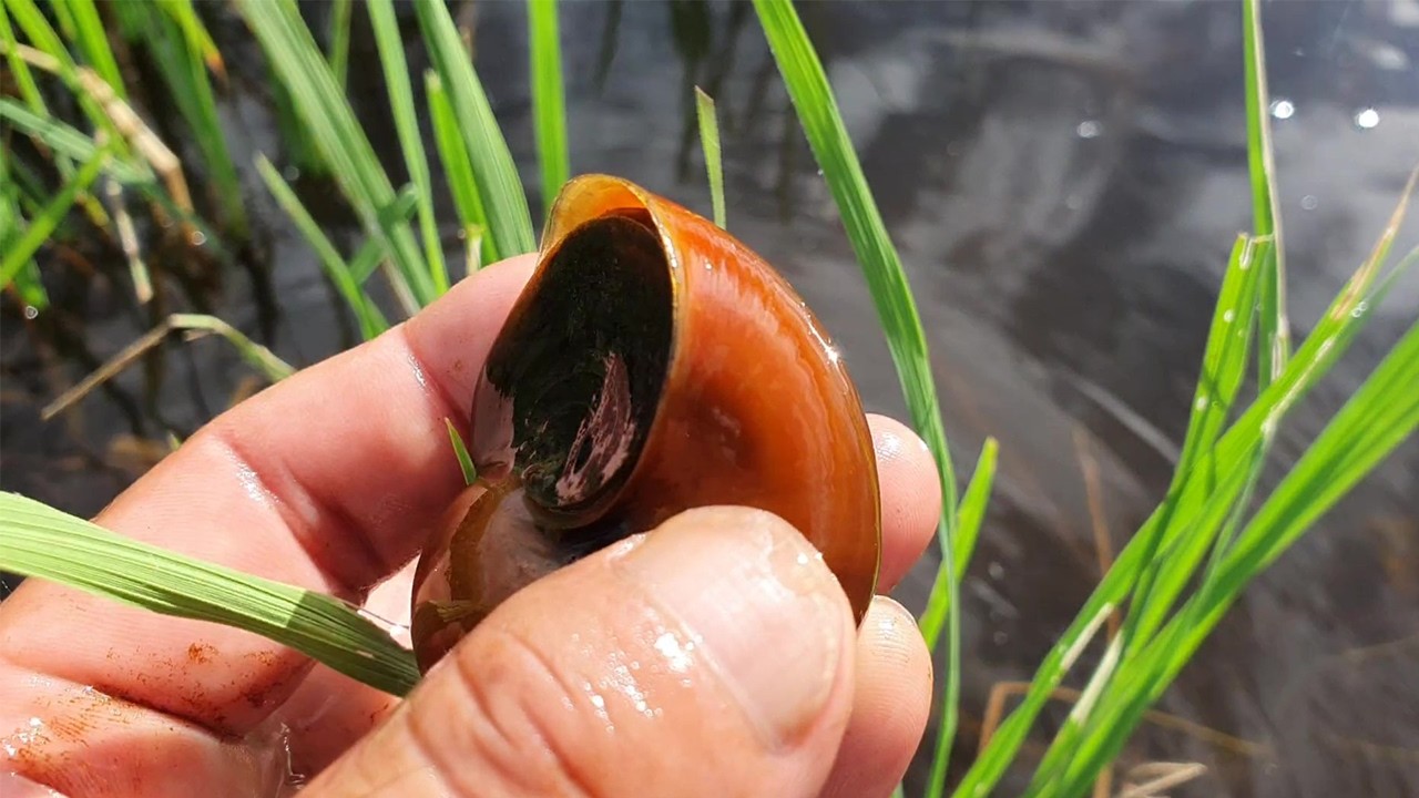Picking snails in flooded rice field with beautiful field views | # ...