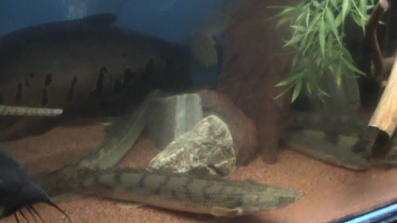 King-eL's Monster Fish Community Tank - YouTube