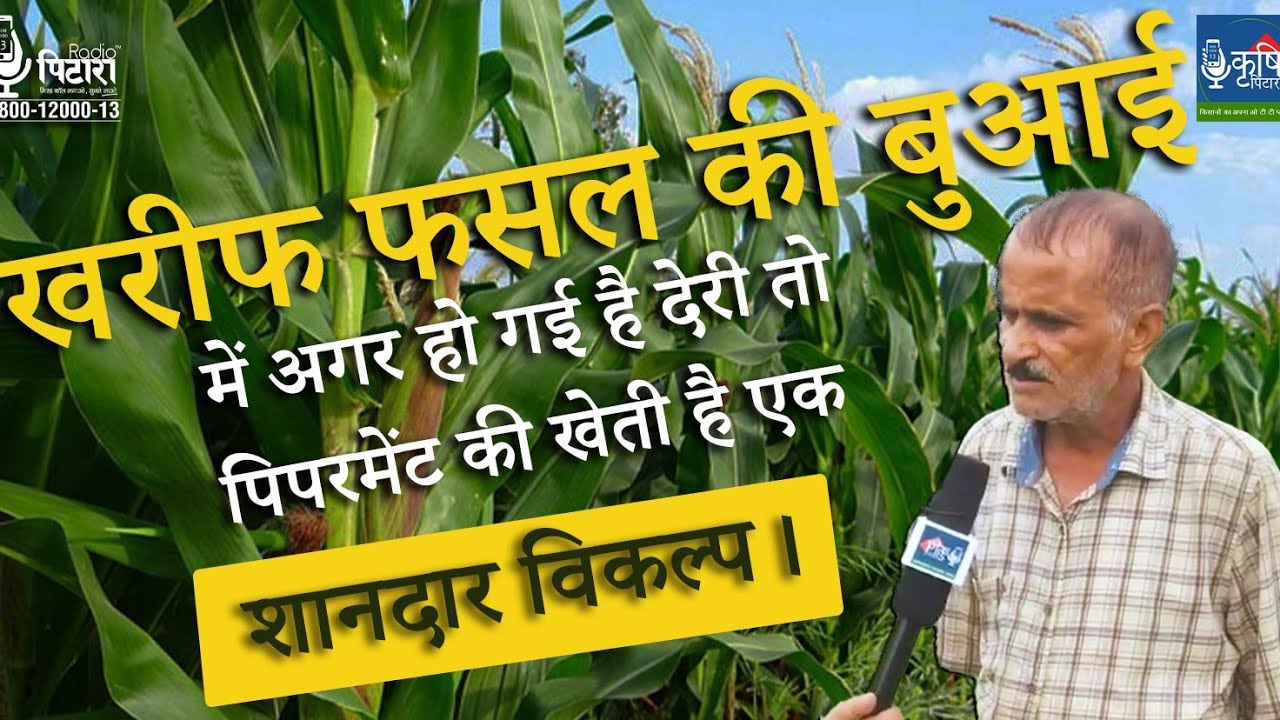 पिपरमिंट की खेती कैसे करें | Pudina Ki Kheti | Peppermint Farming ...