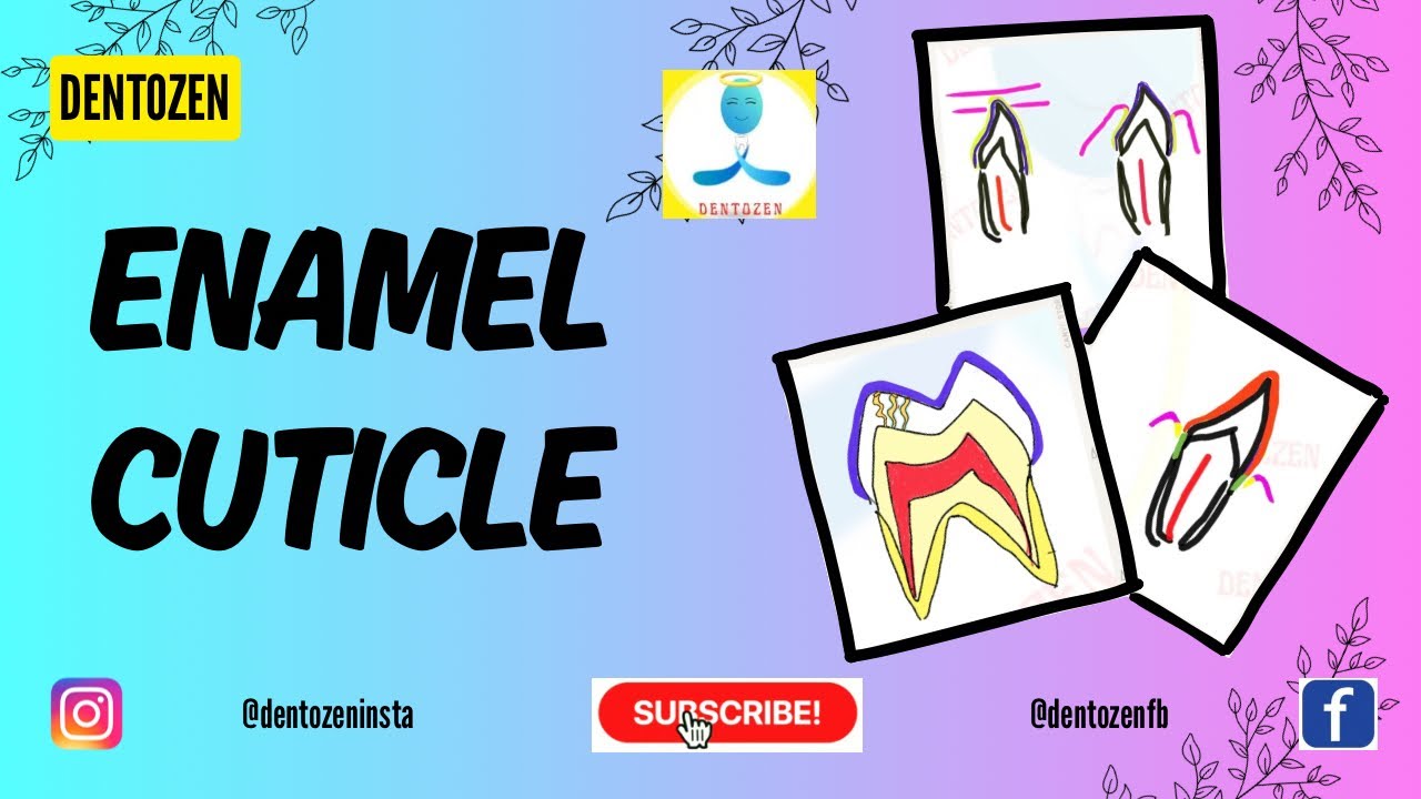 Enamel Histology | Enamel Cuticle | Nasmyth’s Membrane - YouTube