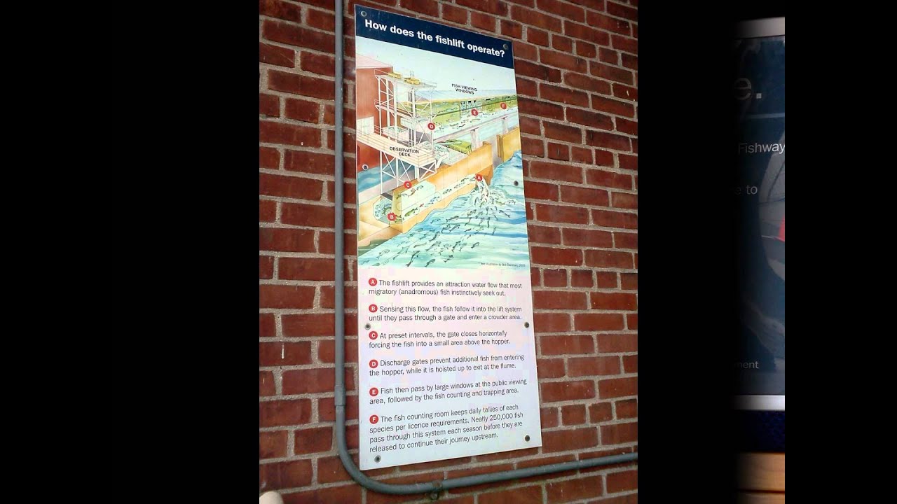 Fish Way (fish lift) of Holyoke Dam on the Connecticut River - YouTube