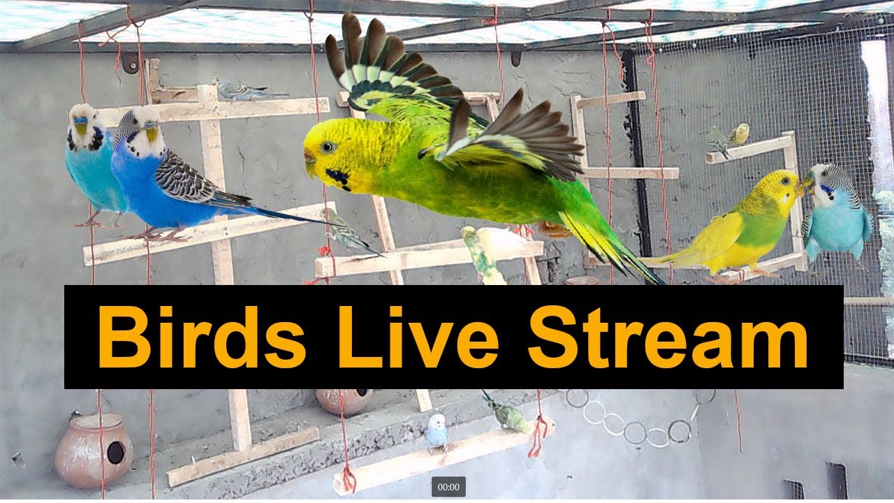 bird live video | bird live stream | birds vlog | daily bird show ...