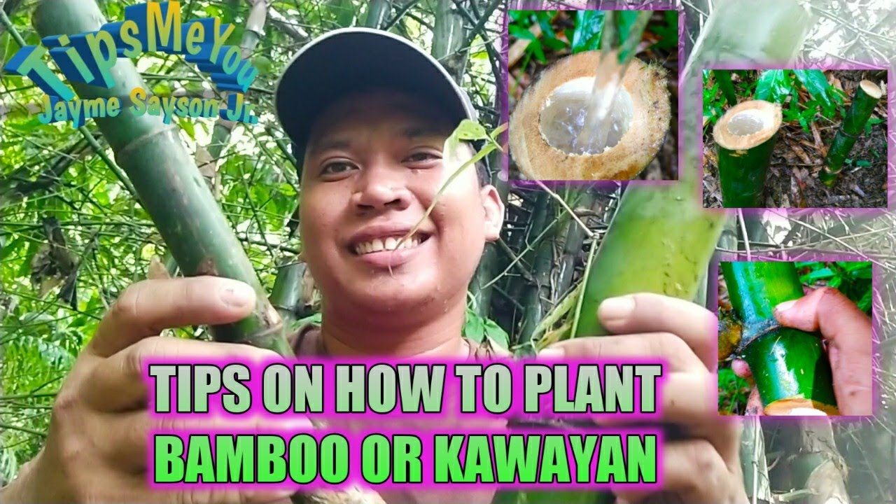 TIPS ON HOW TO PLANT A BAMBOO OR KAWAYAN /TIPS KUNG PAANO MAG TANIM NG ...