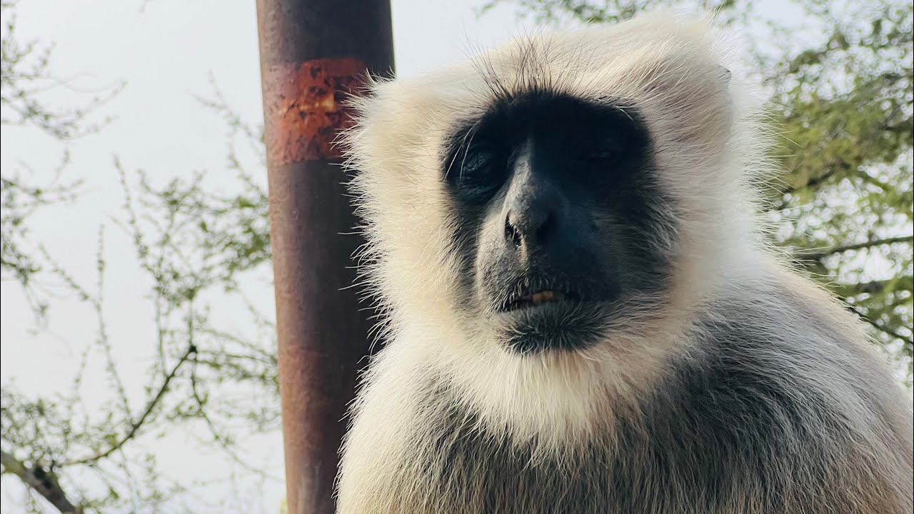 Indian Monkeys_..up close and personal - YouTube