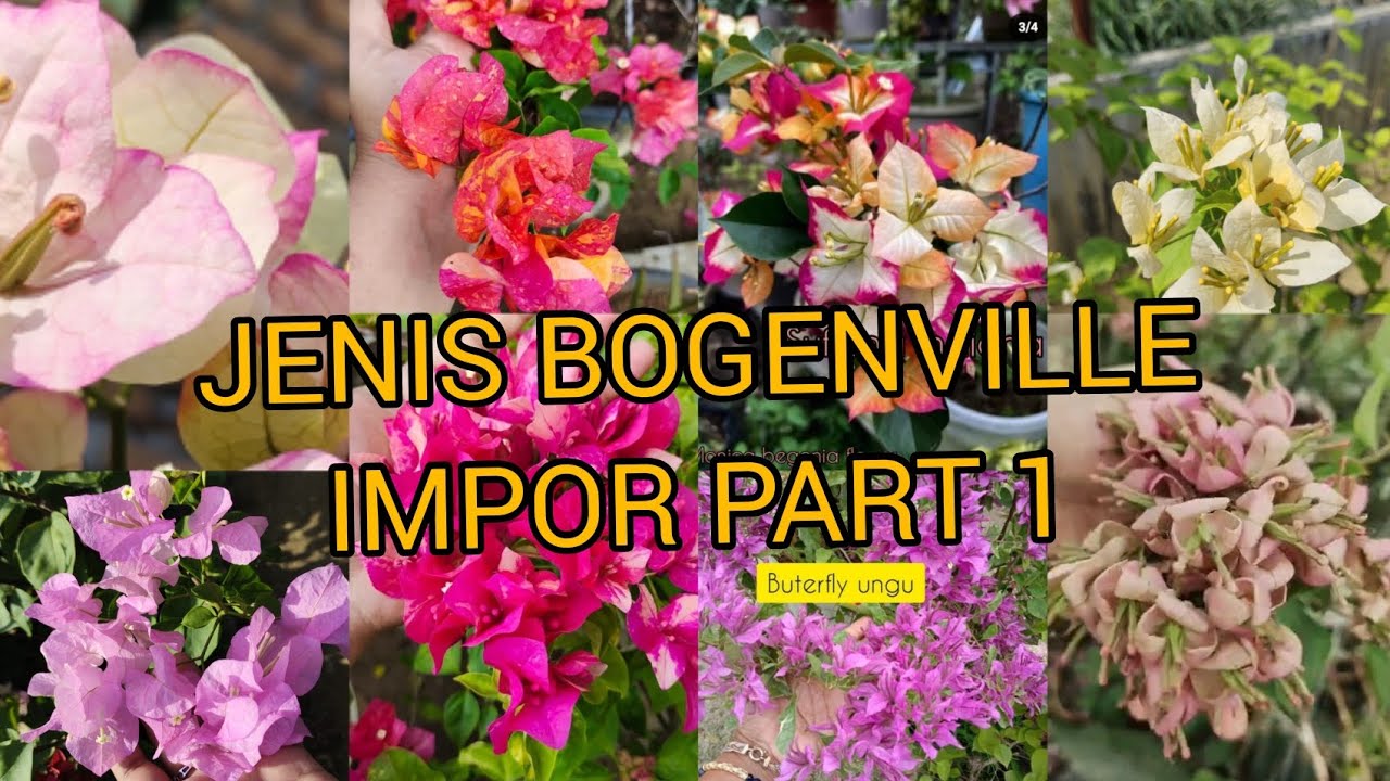 JENIS BOGENVILLE IMPORT PART 1 - YouTube