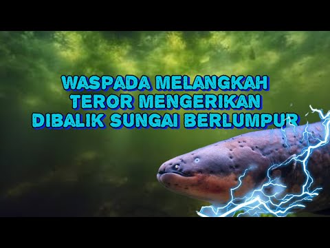 Belut Listrik: Mahkluk Penghasil Biolistrik Terkuat di Alam