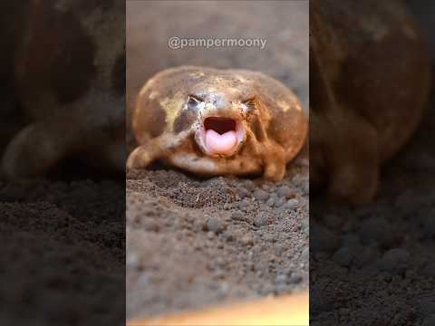 It's fun♪19 #rainfrog #frog #commonrainfrog #shorts