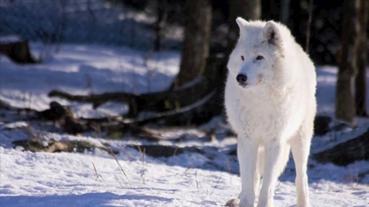 Northern Arctic Ecozone - YouTube