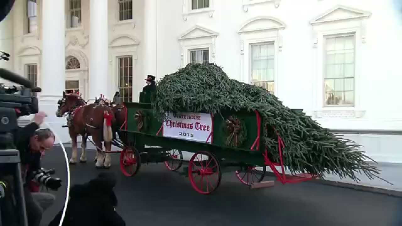 Christmas Tree Arrives At White House 2015 - YouTube