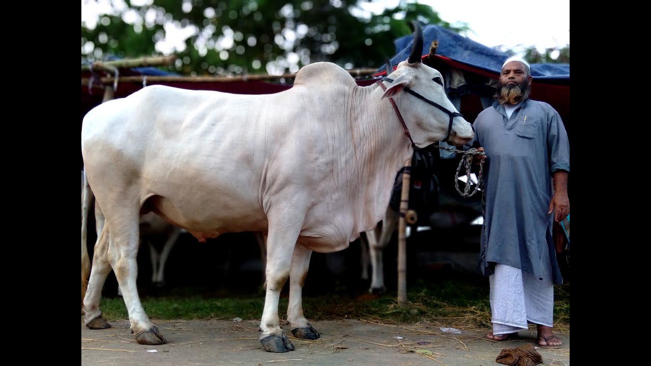 Aftabnagar & Meradia Haat | Kurbanir Gorur Haat | Agro Farming BD - YouTube