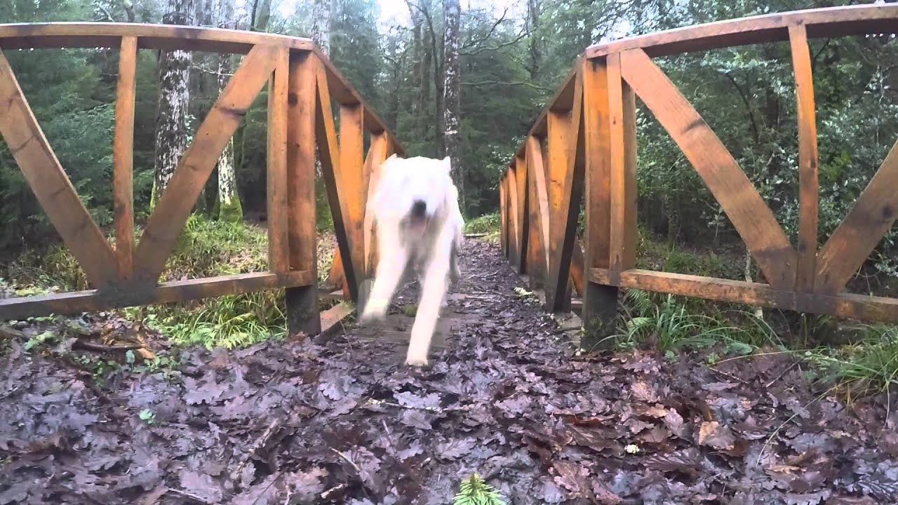 Dogs in Dundrum Scout Cente - YouTube