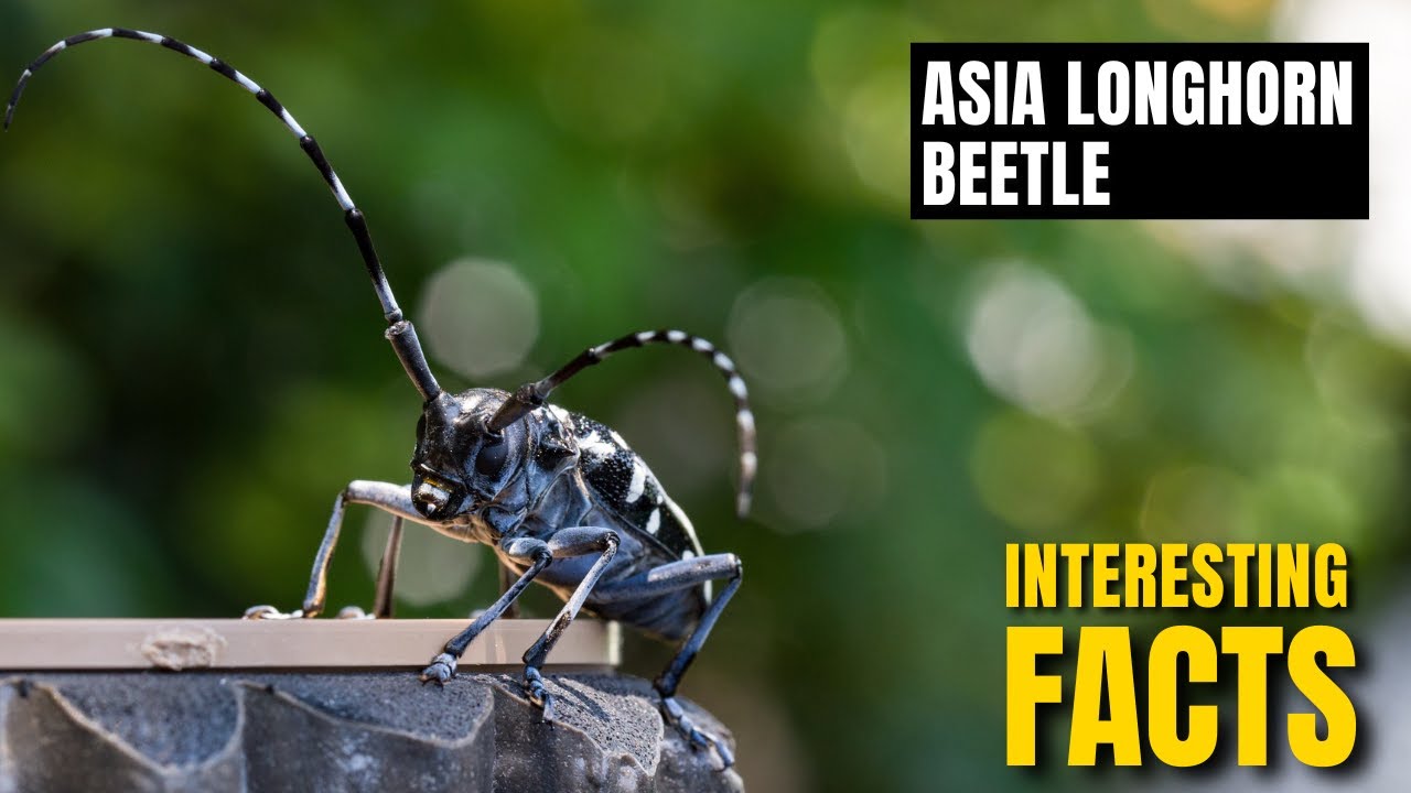 Amazing facts of Asian Longhorn Beetle | Interesting Facts | The Beast ...